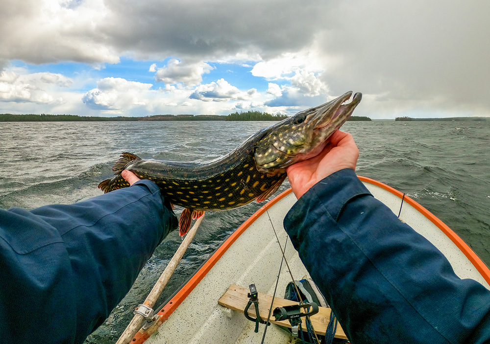 SMALANDS HECHTE | SMÅLANDS HECHTE - Bilder von Smålands Hechten